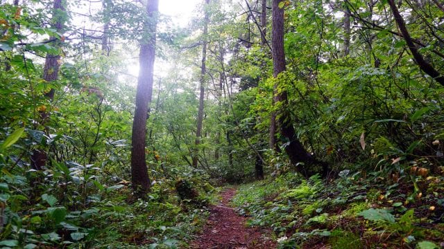 A Practical Guide to the Shinetsu Trail | Beat the Trail